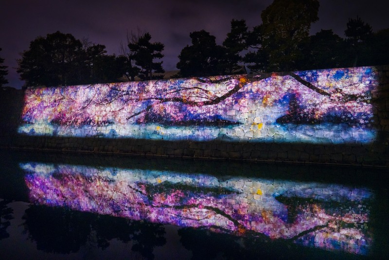 Nijo Castle Cherry Blossom Festival Features Sakura Light up | Japan FEAST